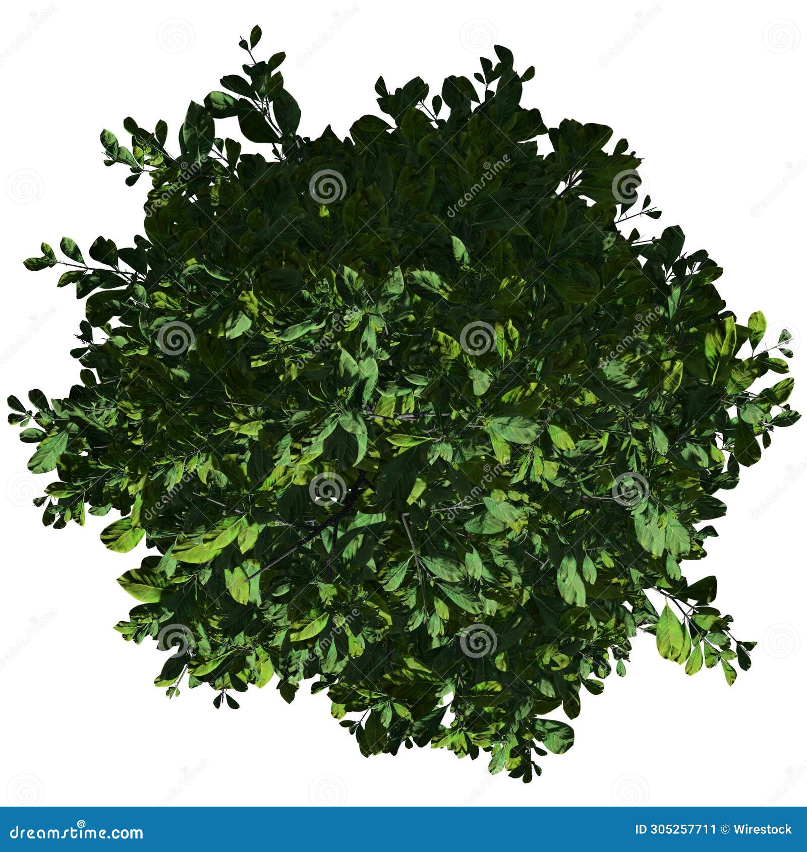 Single Oak Tree Top View Isolated on White Background Stock Image ...