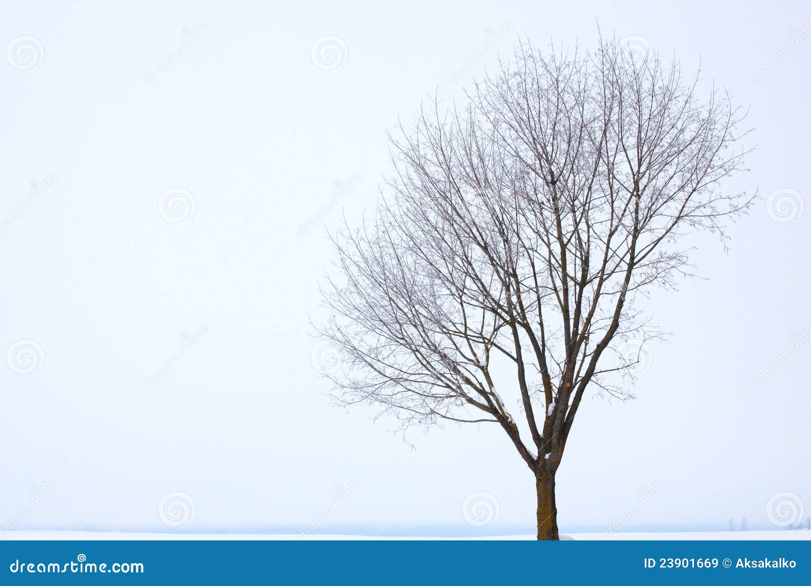 Single oak tree in winter, stock image. Image of frost - 23901669