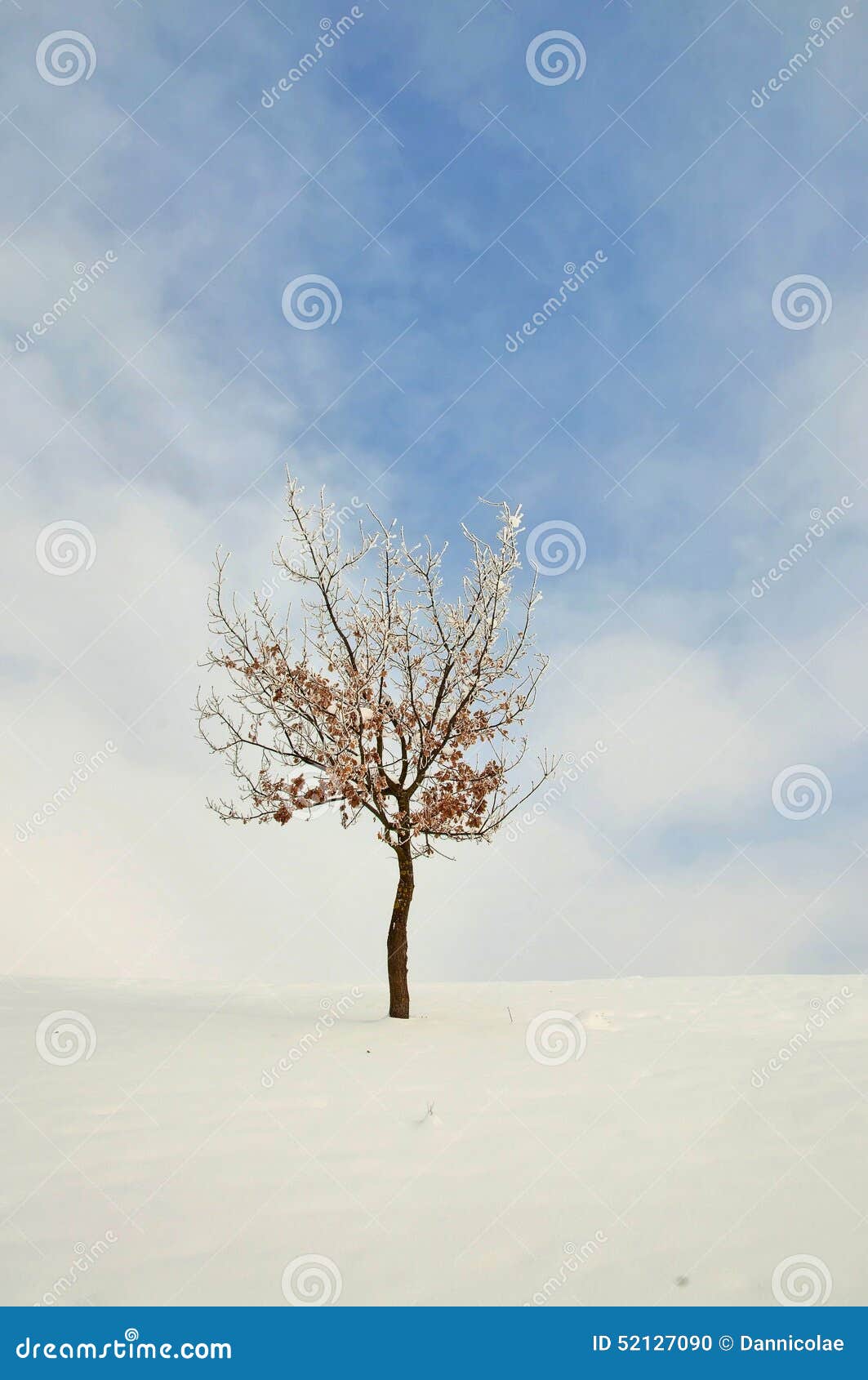 Single oak tree in winter stock photo. Image of dried - 52127090