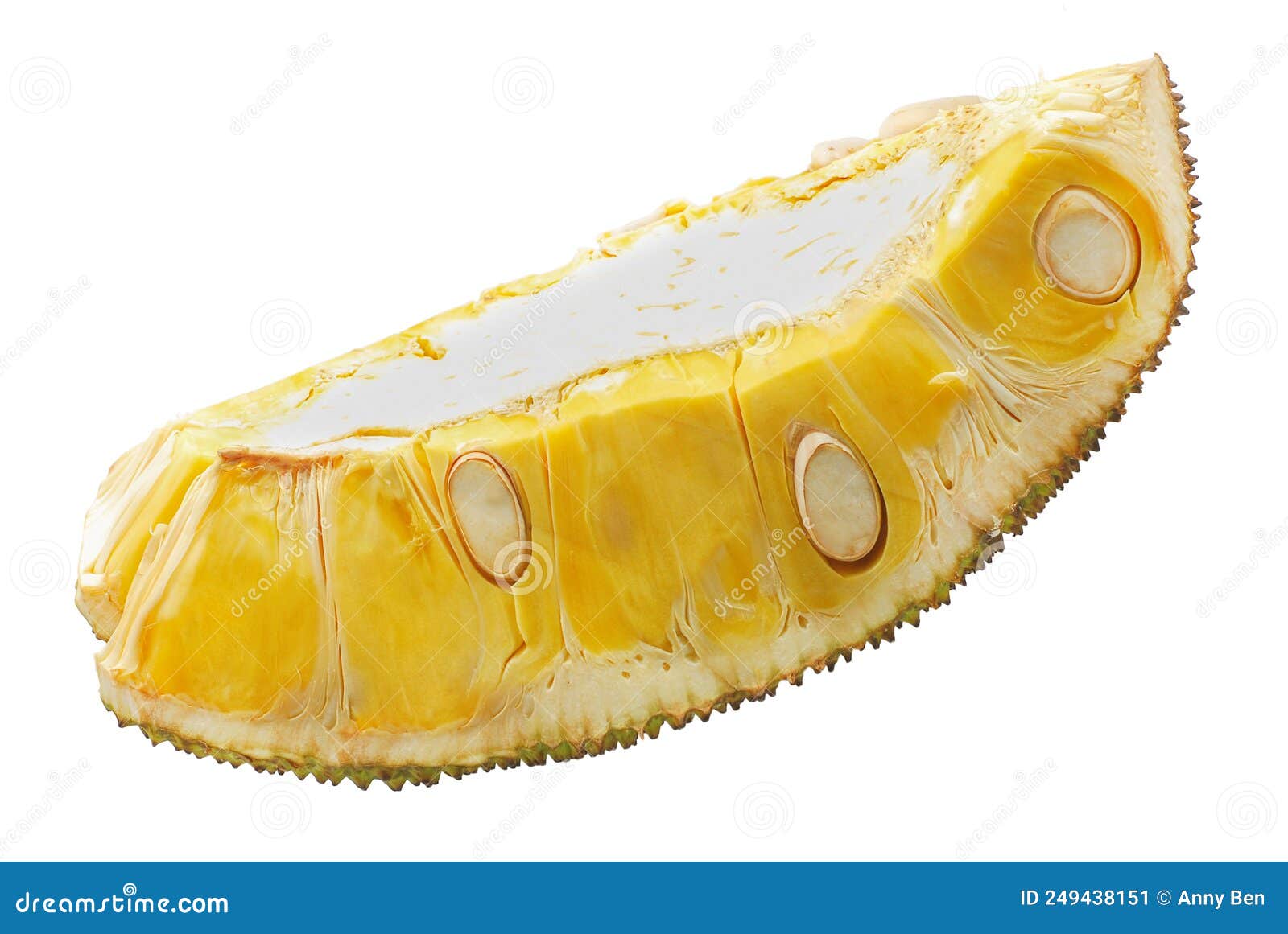 Single Jackfruit Artocarpus Heterophyllus Fruit Growing On A Tree On ...