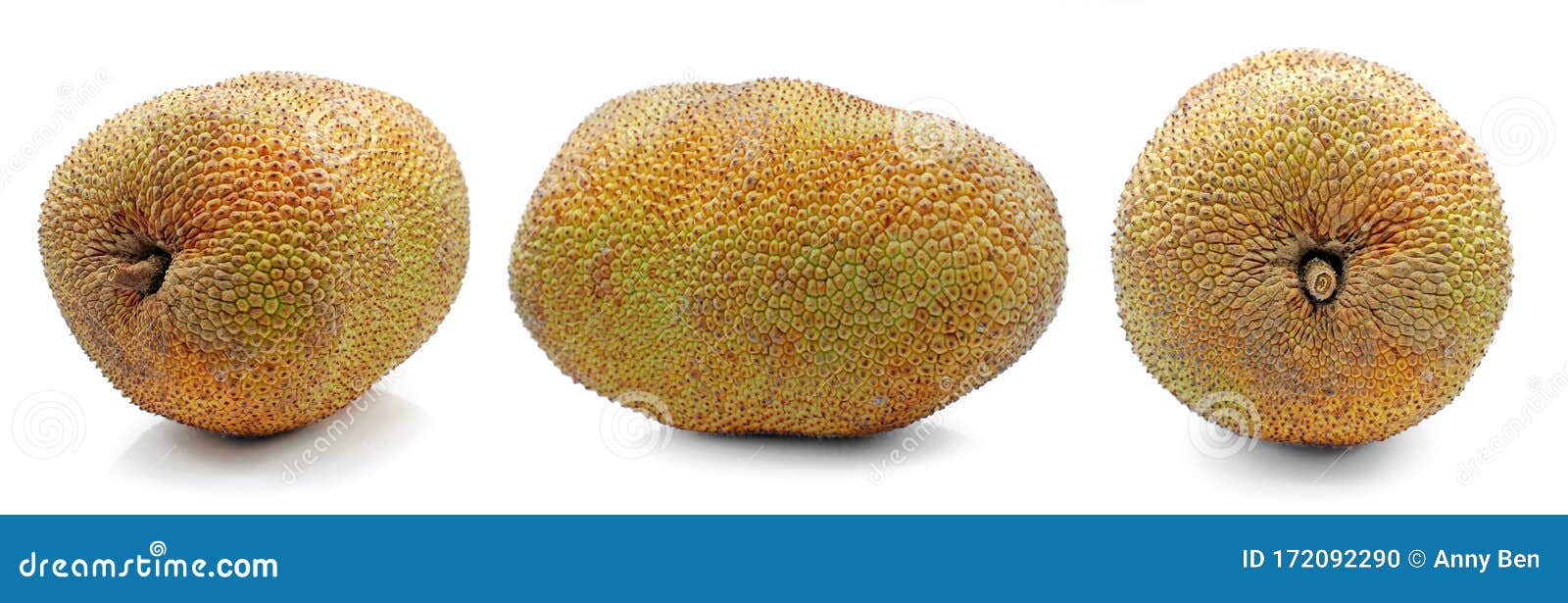 Single Jackfruit Artocarpus Heterophyllus Fruit Growing On A Tree On ...