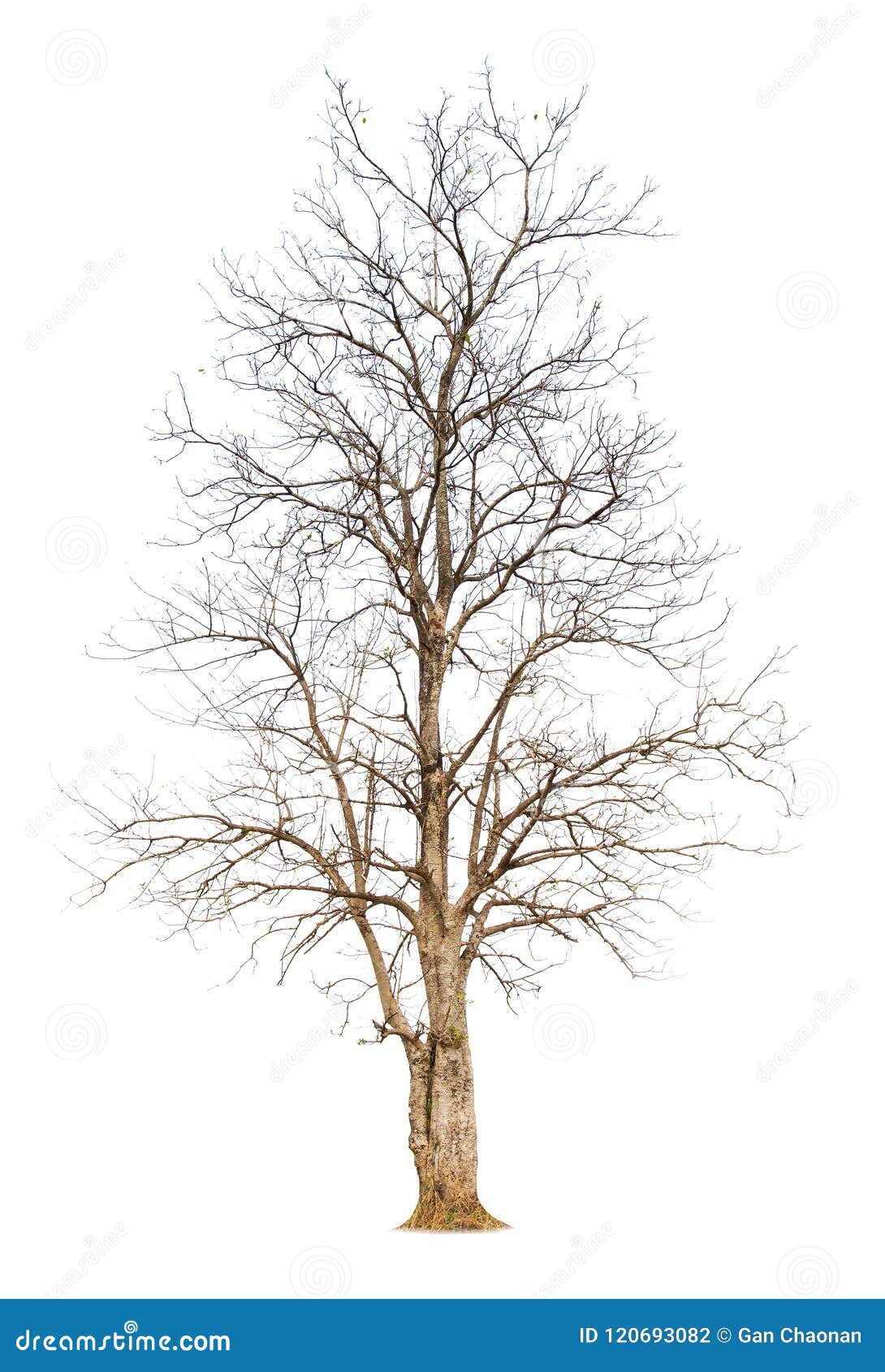 Single Old Big and Dead Tree Dead Isolated on White Background. Stock ...