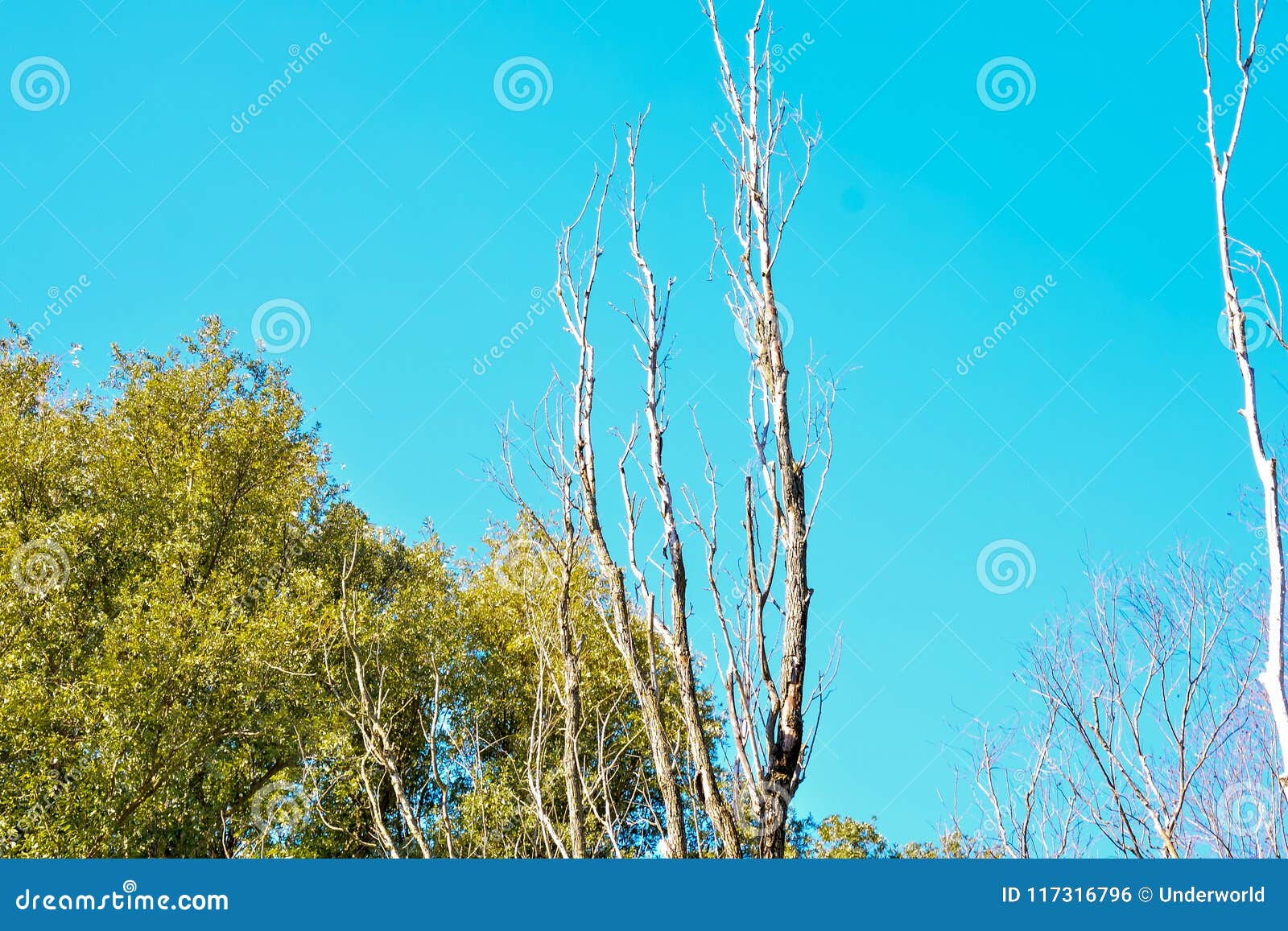 Single Old and Dead Tree Branch Stock Photo - Image of death, season ...
