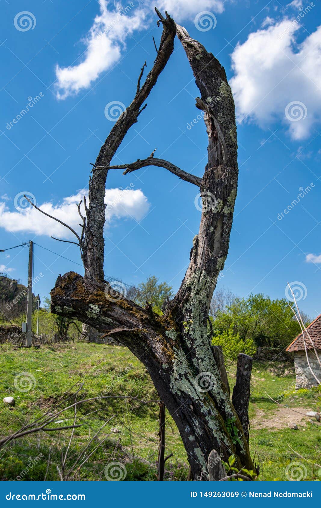Single Old and Dead Tree Isolated Stock Image - Image of healthy ...