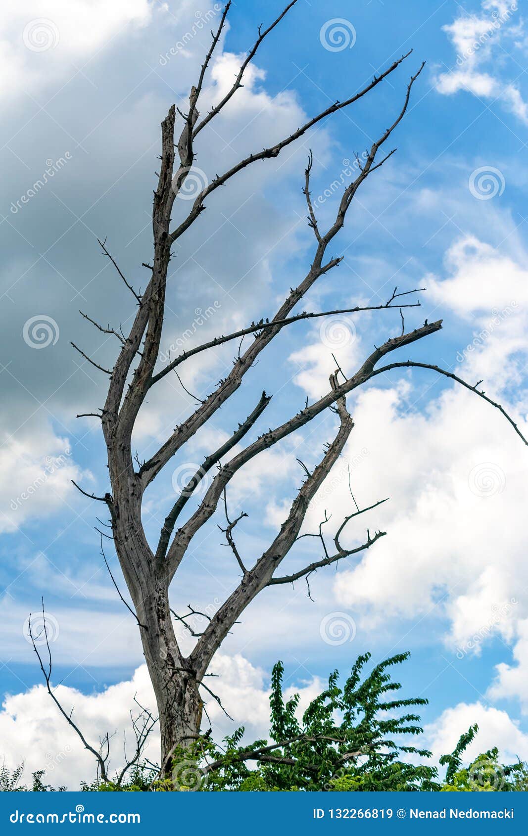 Single Old and Dead Tree Isolated Stock Image - Image of brown, nature ...