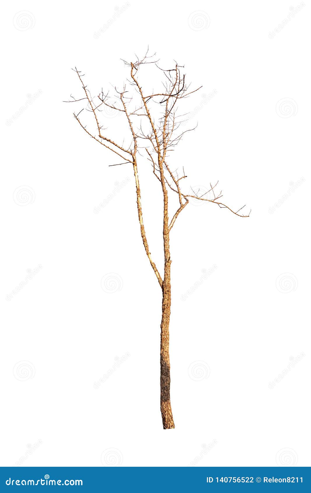 Single old and dead tree stock photo. Image of bough - 140756522
