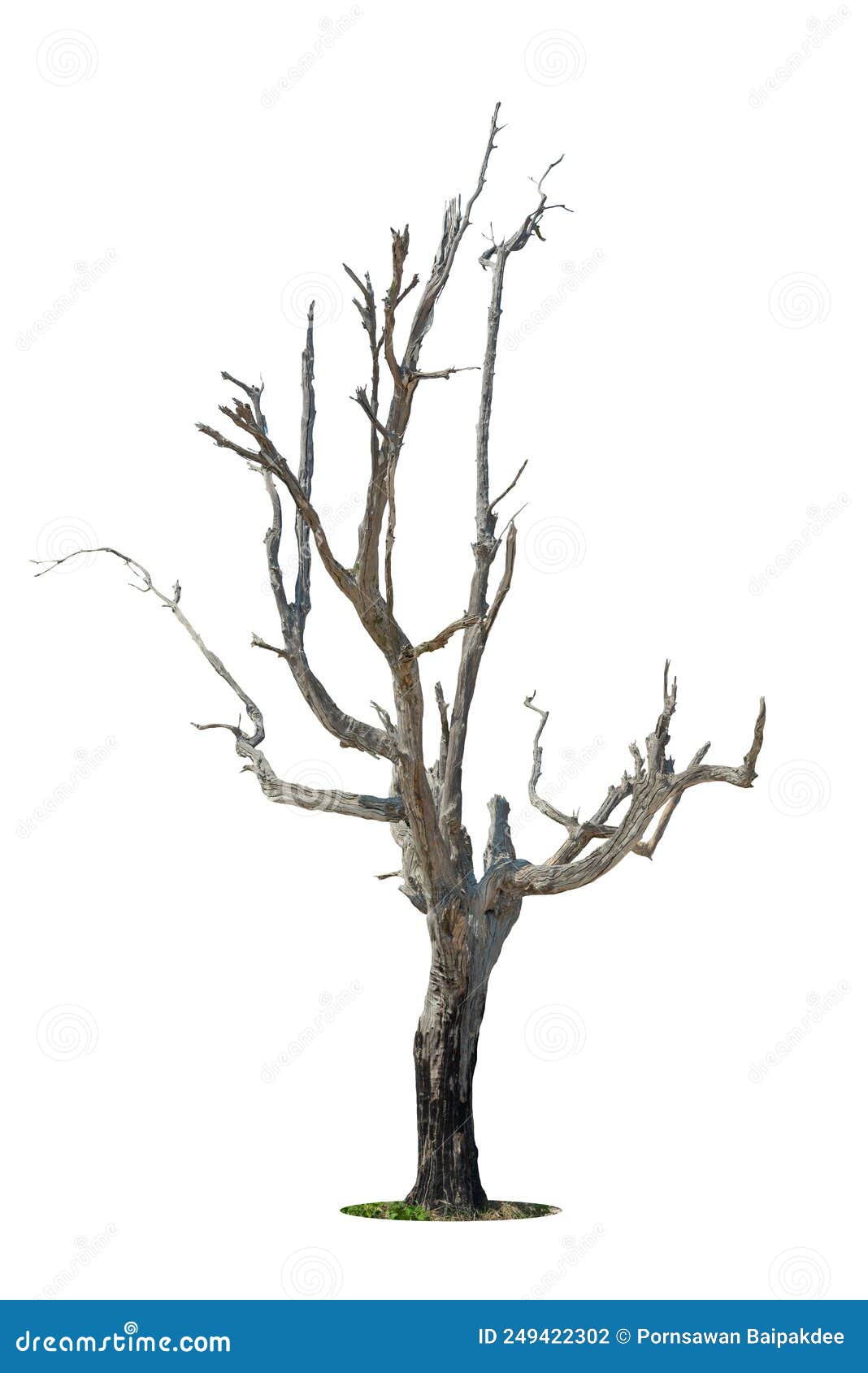 Single Old and Dead Tree Isolated Stock Photo - Image of background ...