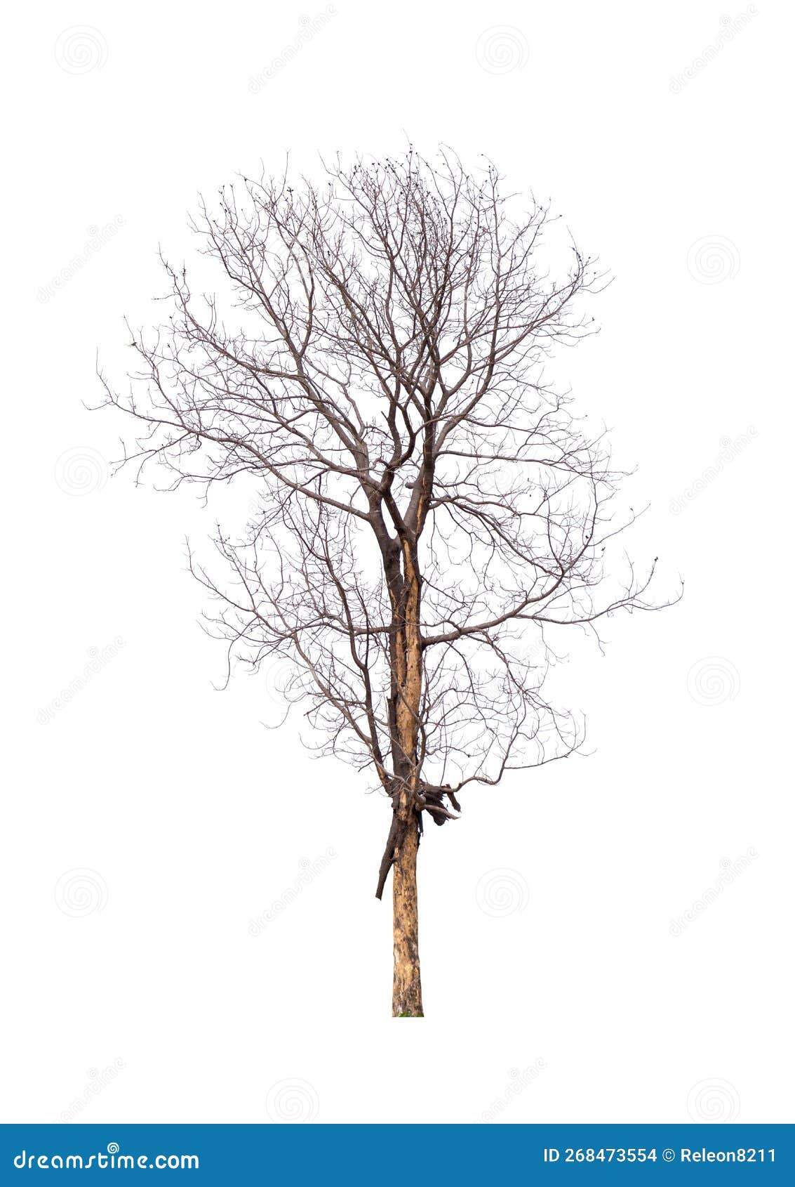 Single Old and Dead Tree Isolated Stock Photo - Image of tree, bark ...
