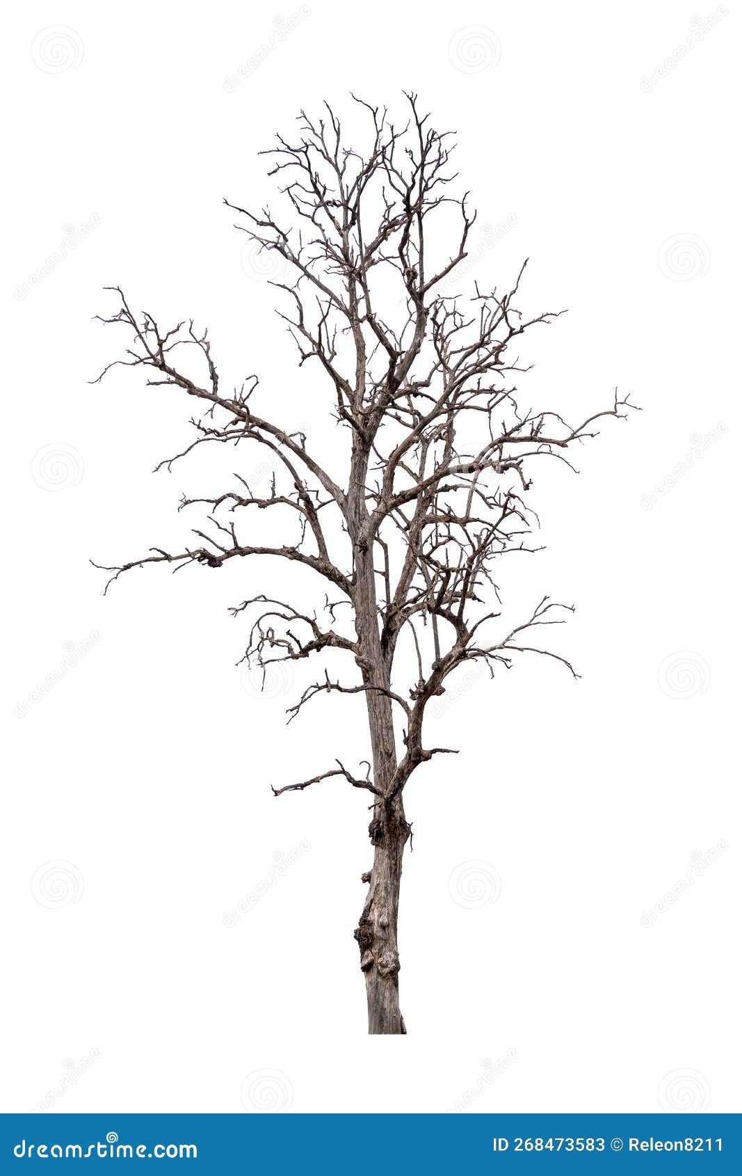 Single Old and Dead Tree Isolated Stock Image - Image of outdoor, knot ...