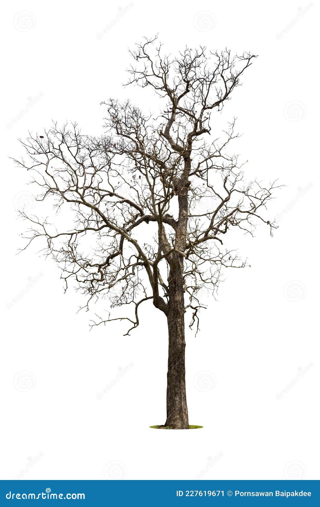 Single Old and Dead Tree Isolated on White Background,Dead Tree ...