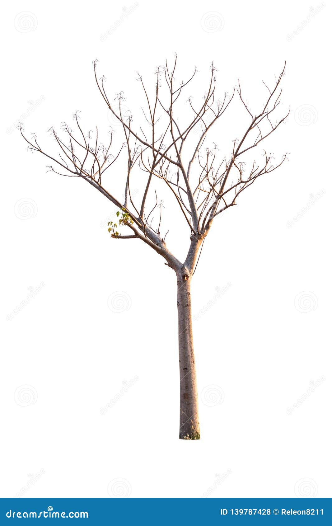 Single Old and Dead Tree Isolated on White Background Stock Photo ...