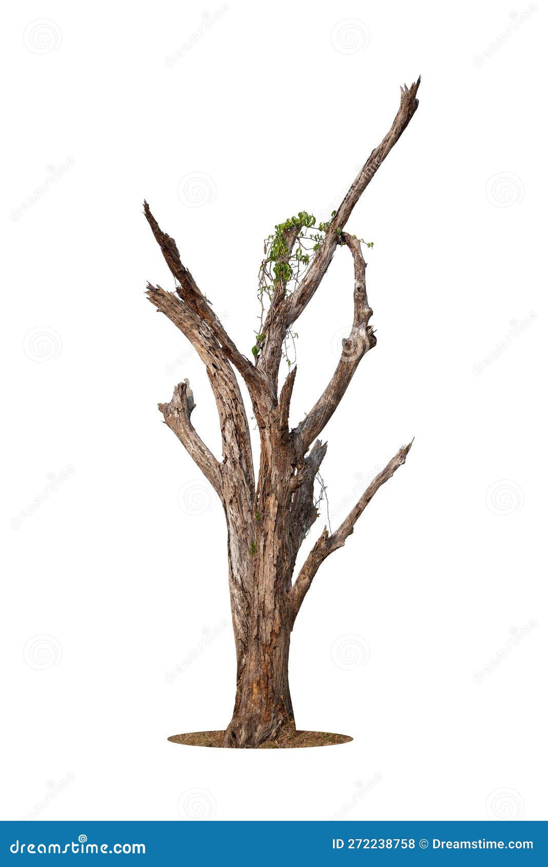 Single Old and Dead Tree Isolated on White Stock Photo - Image of ...