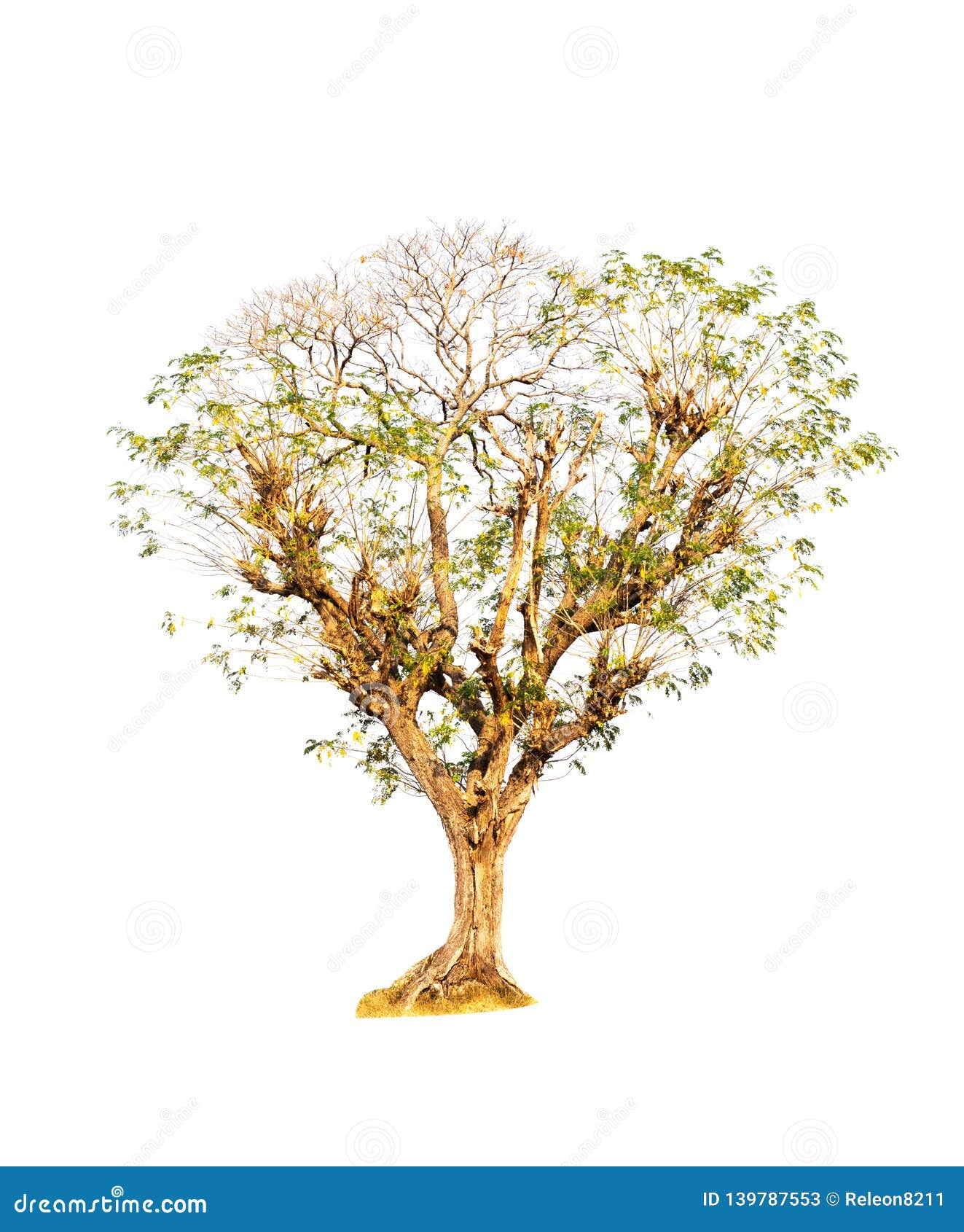 Single Old and Dead Tree Isolated on White Background Stock Image ...