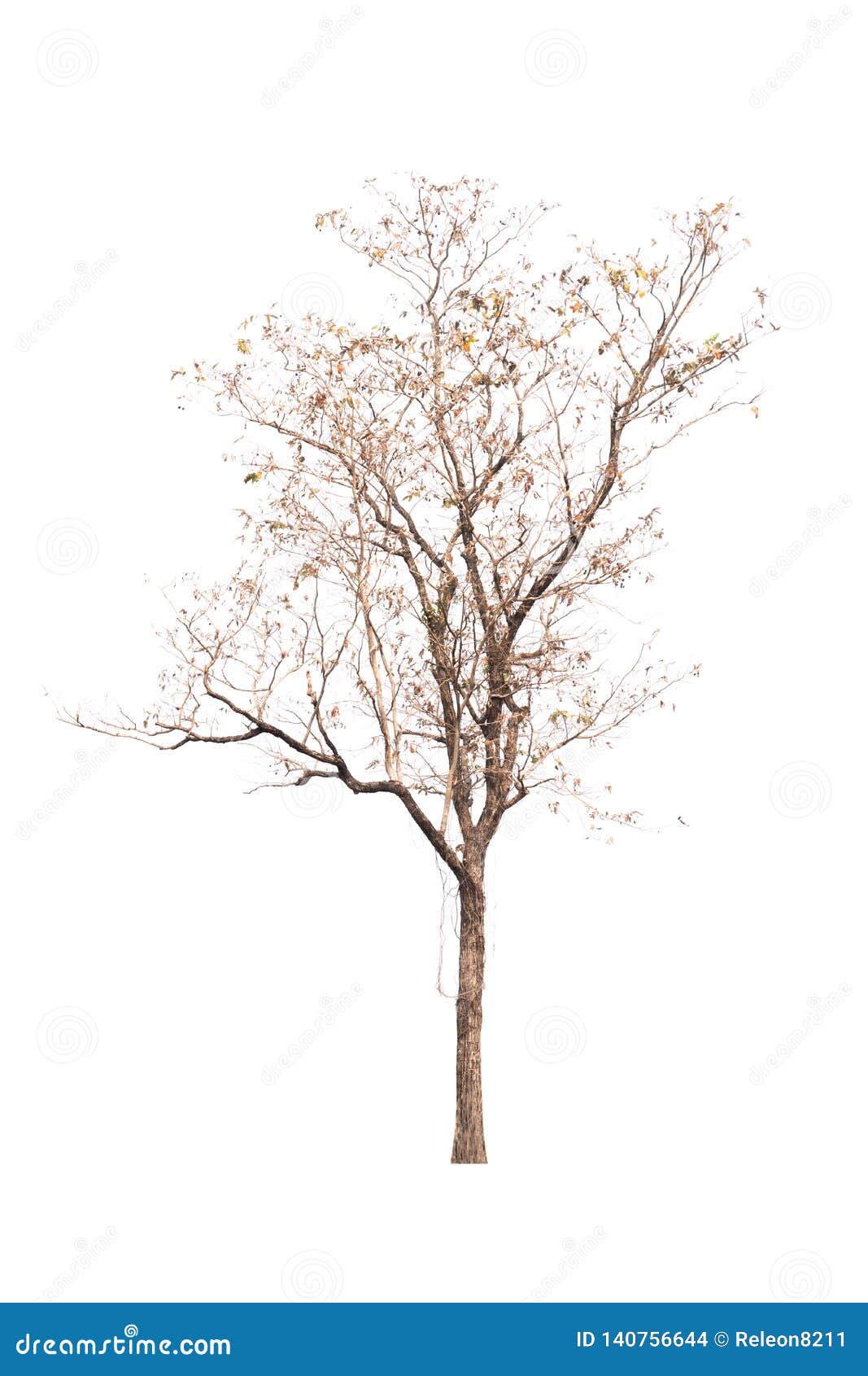 Single old and dead tree stock photo. Image of tree - 140756644