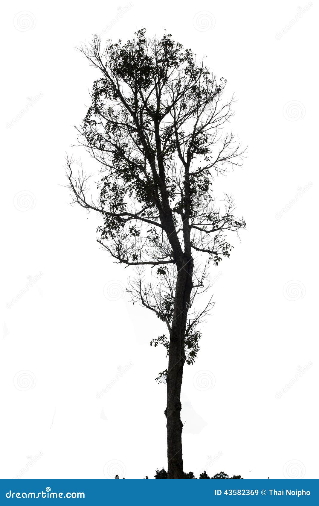 Single Old and Dead Tree on White Background Stock Image - Image of ...