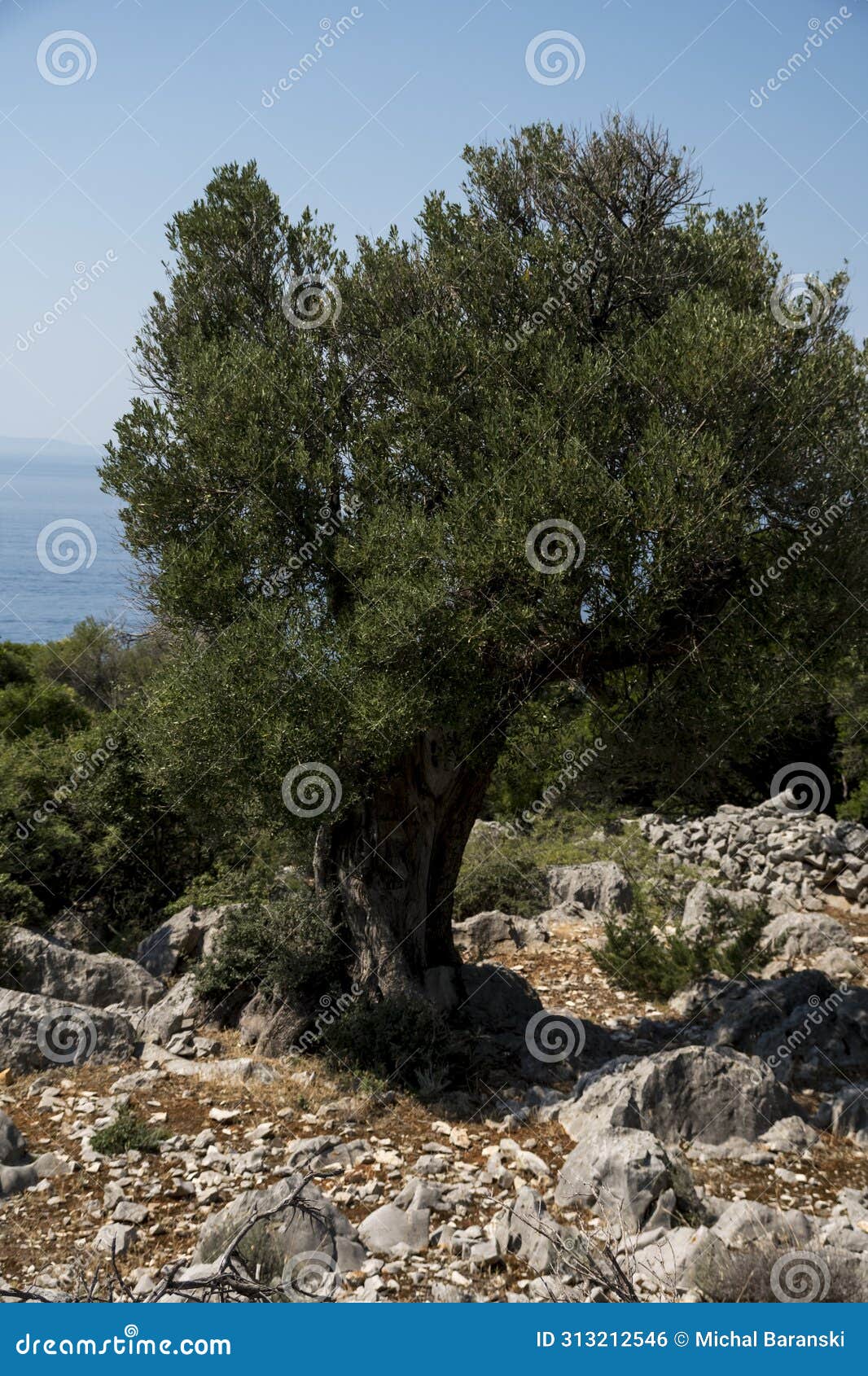 Single Old Olive Tree Behind an Old Wall Made from Limestone Rocks ...