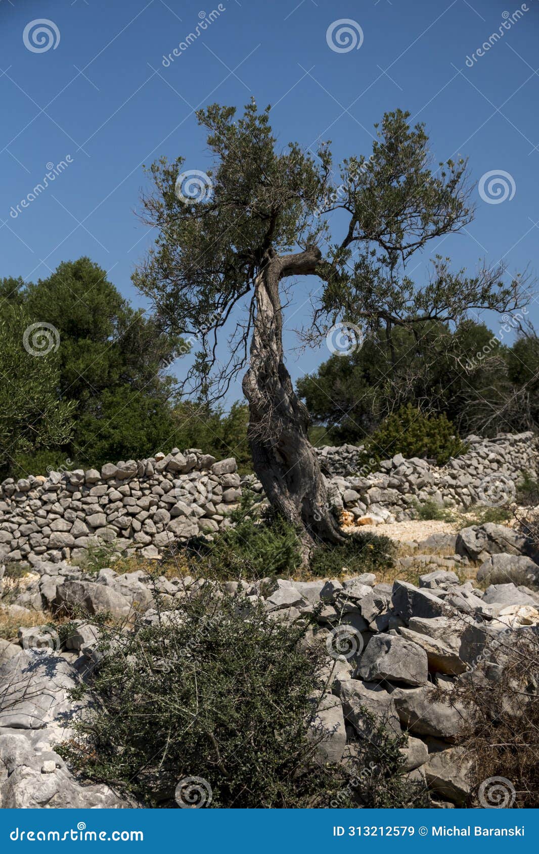 Single Old Olive Tree Behind an Old Wall Made from Limestone Rocks ...
