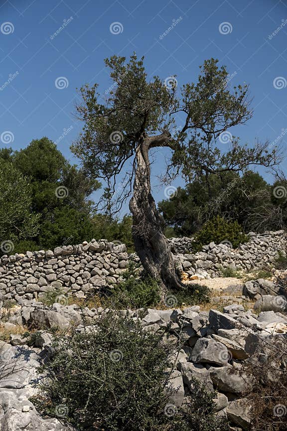Single Old Olive Tree Behind an Old Wall Made from Limestone Rocks ...