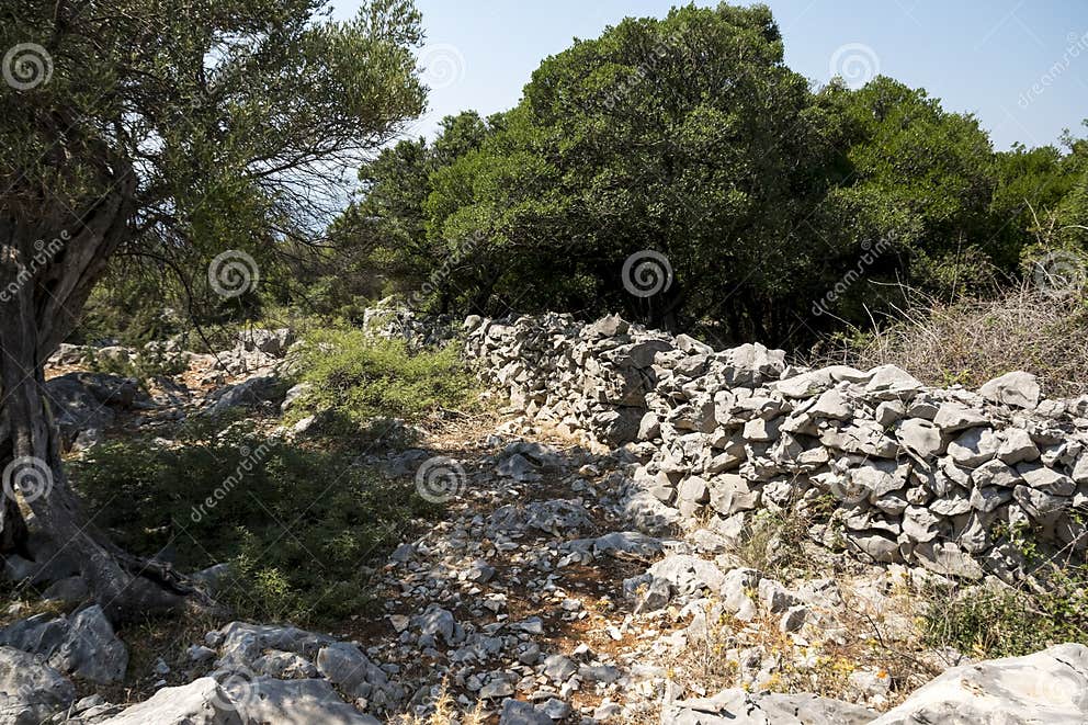 Single Old Olive Tree Behind an Old Wall Made from Limestone Rocks ...