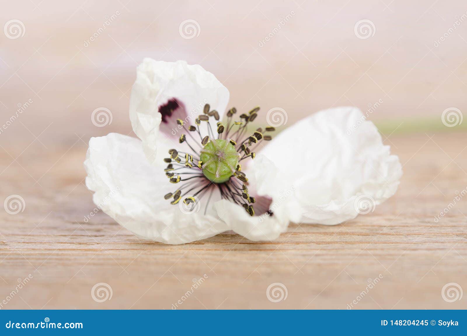 Single White Poppy on Wooden Background Stock Image - Image of ...