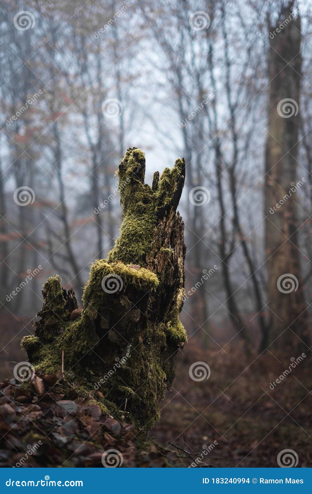 Single Old Rotten Tree with Moss Stock Photo - Image of mossy, forest ...