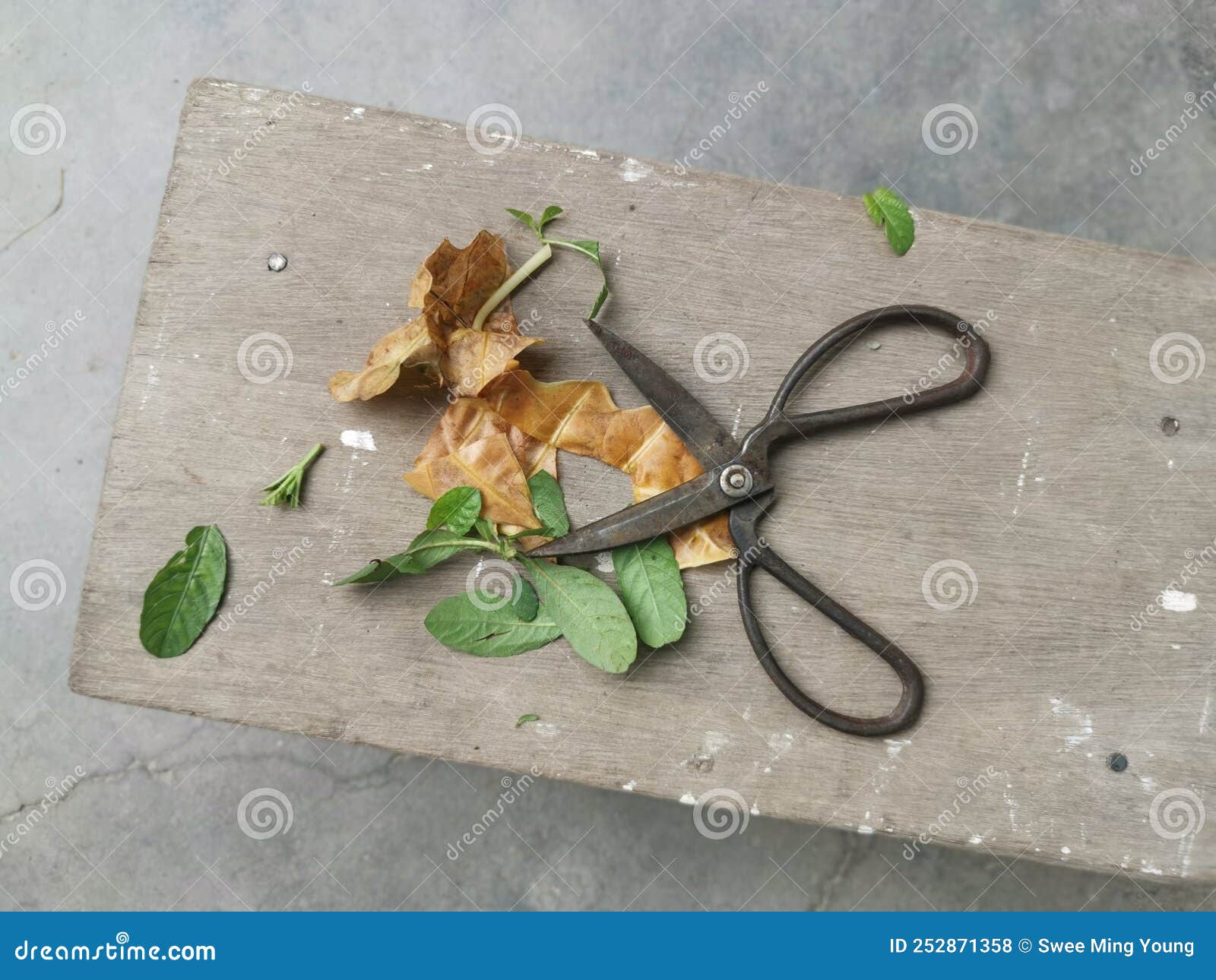 A Single Old Traditional Chinese Antique Scissor. Stock Photo - Image ...
