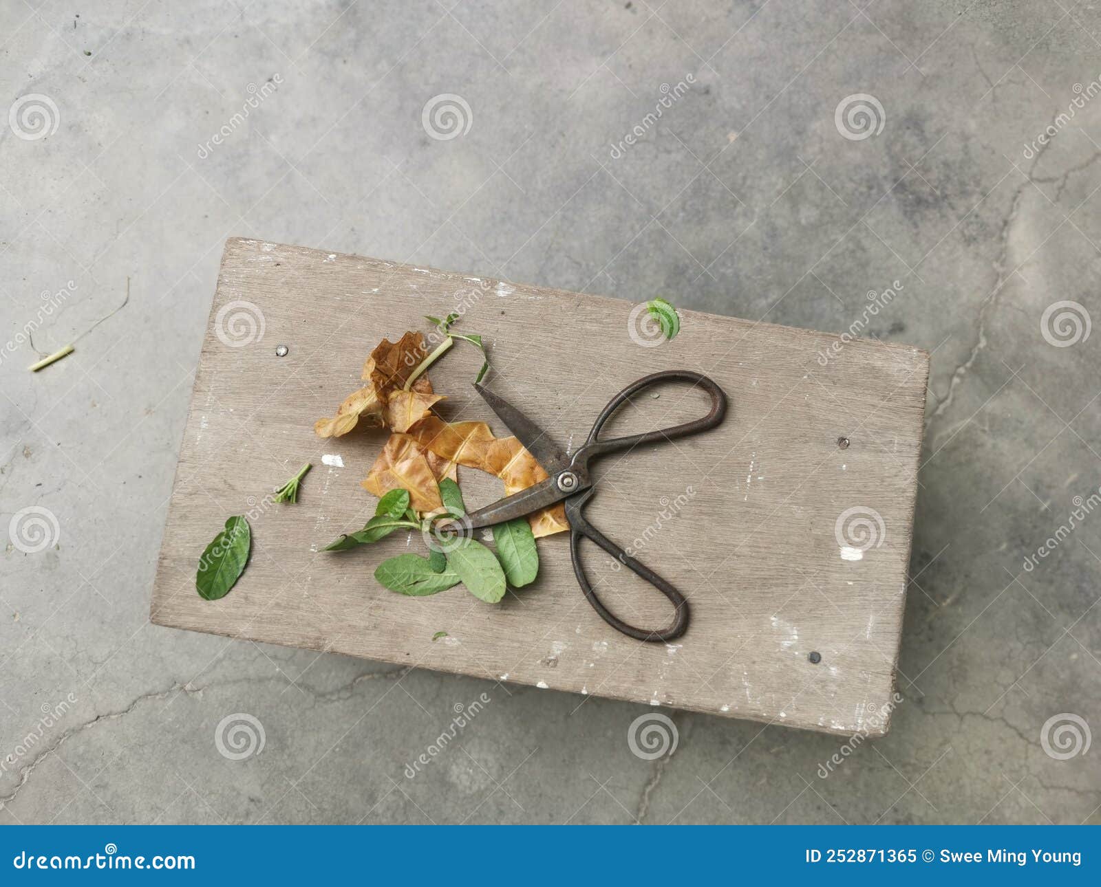 A Single Old Traditional Chinese Antique Scissor. Stock Image - Image ...