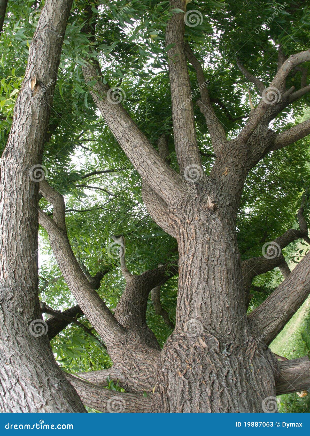 Single Old Tree with Strong Trunk and Brown Bark Stock Image - Image of ...