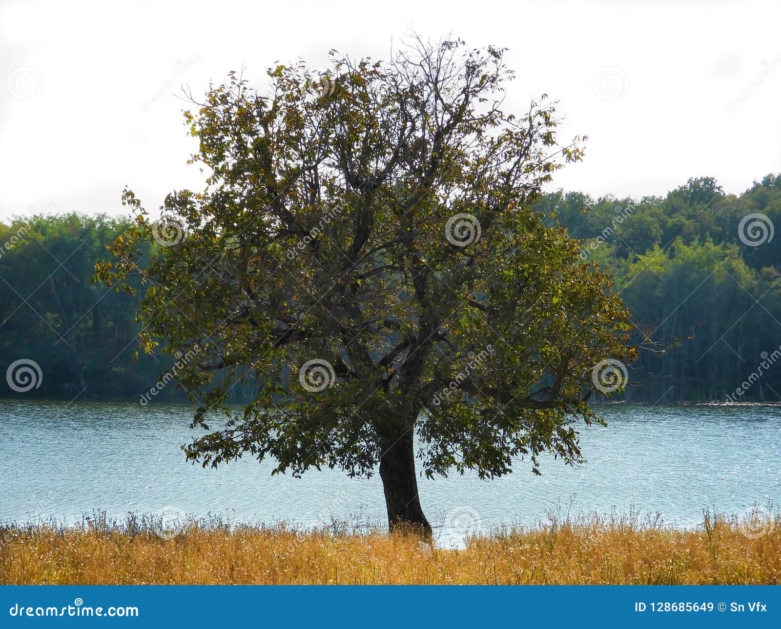 Single Old Tree with Water and Forest in the Background Stock Image ...