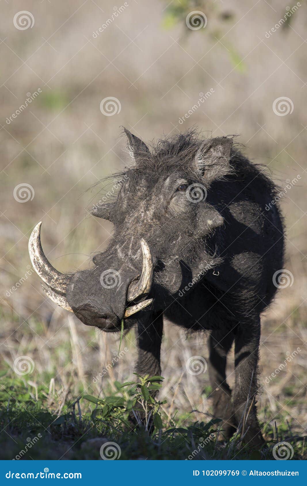 Single Old Warthog with Huge Teeth Walking in Grass Stock Image - Image ...