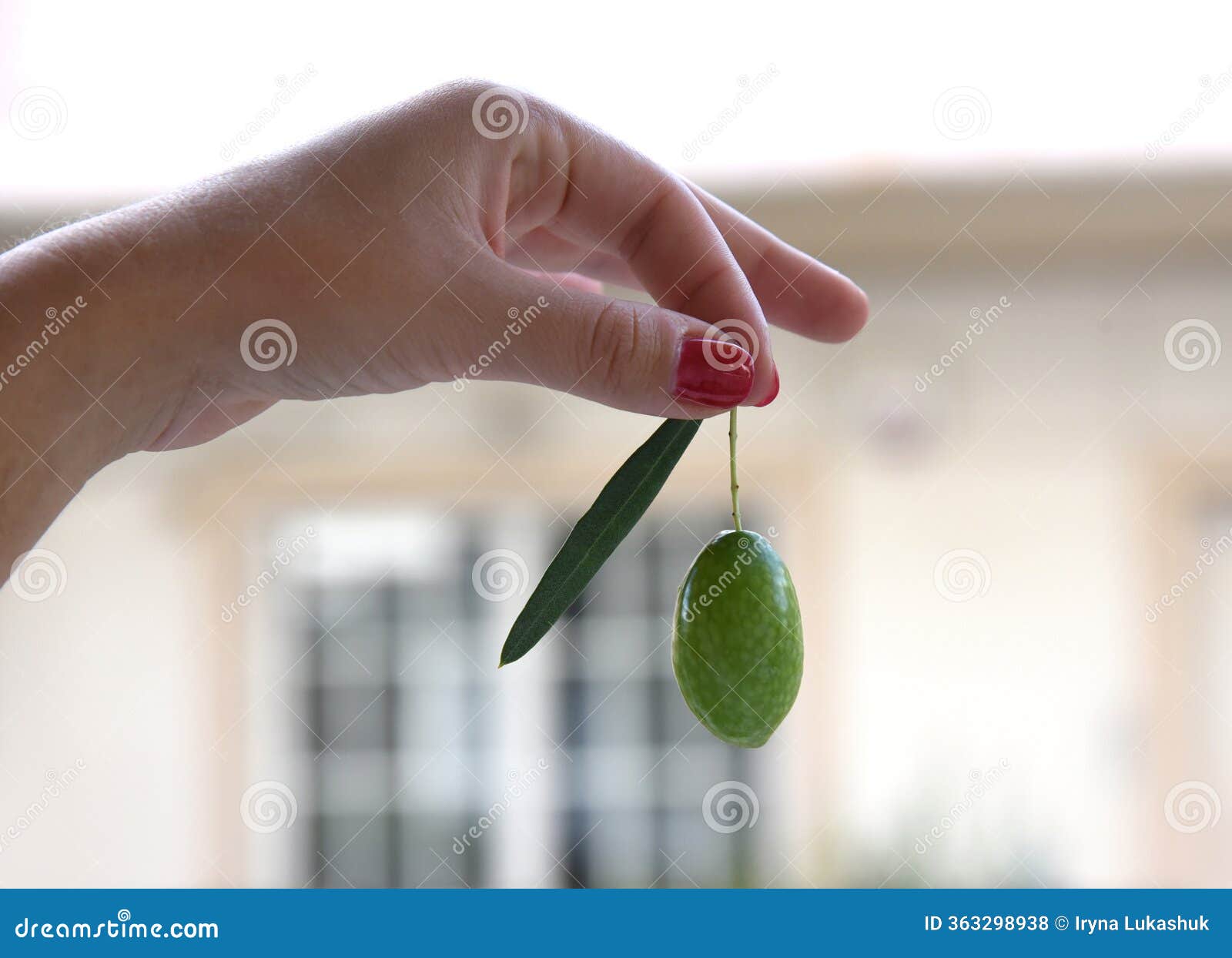 Single Olive Tree In The Field. Royalty-Free Stock Photo ...