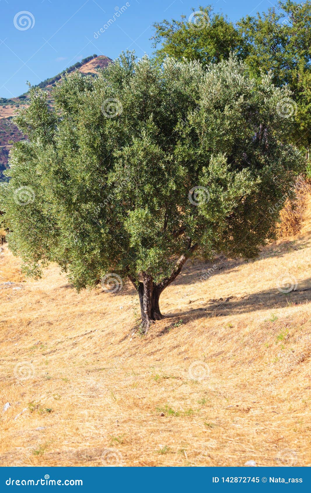 Single Olive Tree in Calabria Stock Image - Image of authentic, farm ...