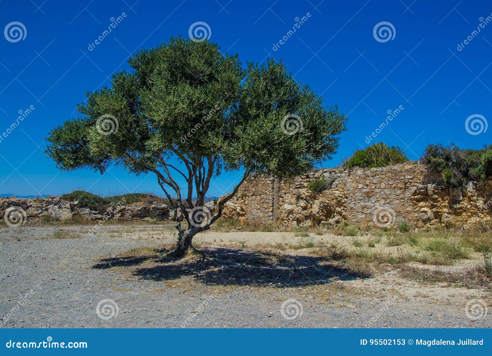 Single olive tree stock image. Image of catalan, escala - 95502153