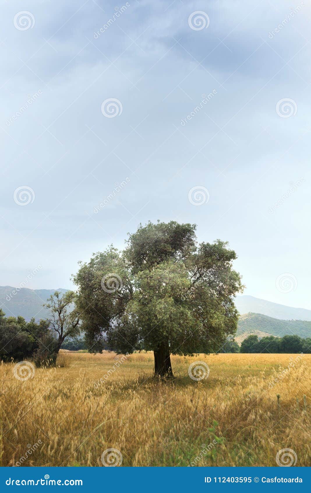 Single Olive Tree in the Field. Stock Image - Image of isolated, summer ...