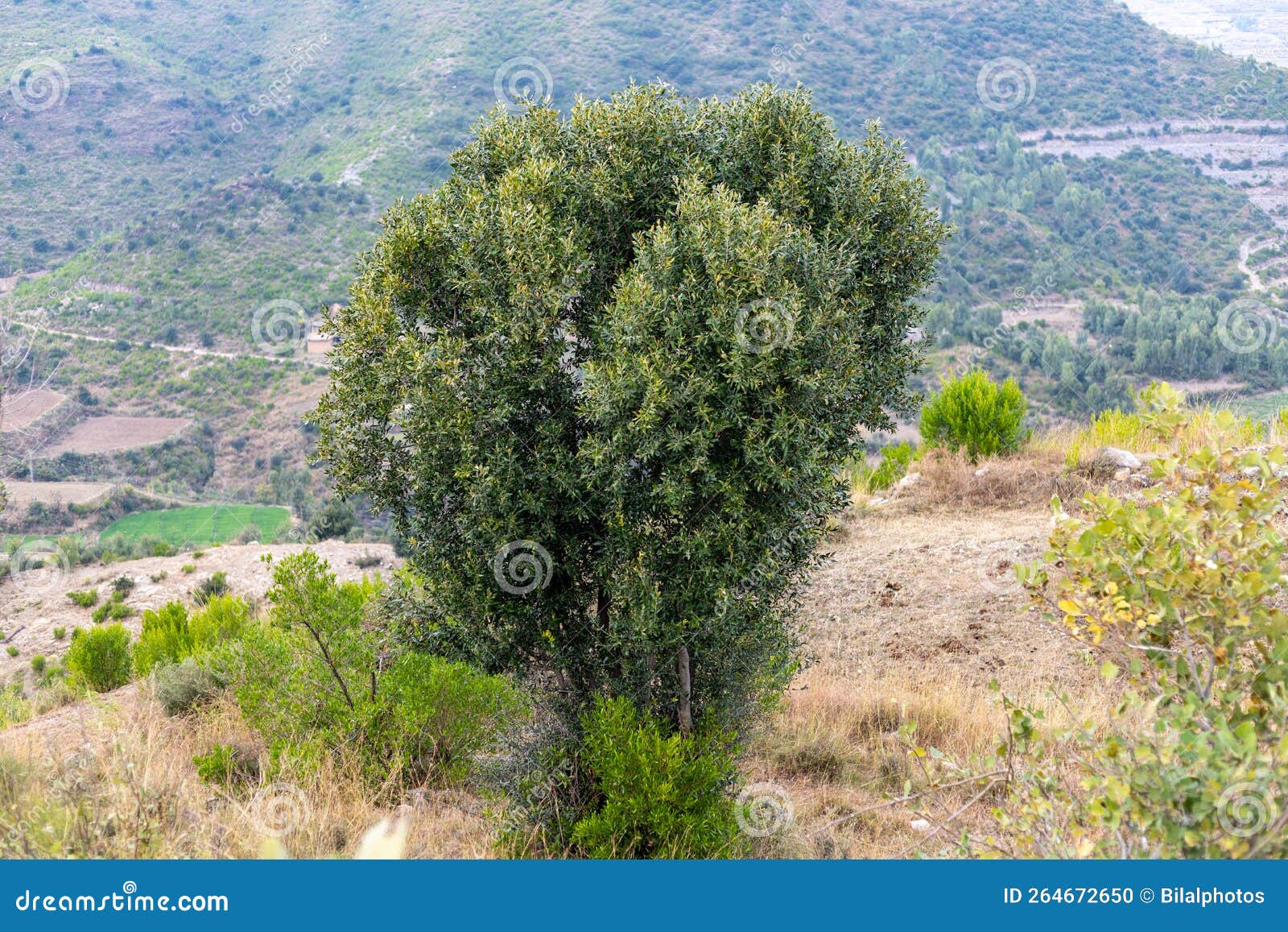 A Single Olive Tree in the Mountain Stock Photo - Image of agriculture ...