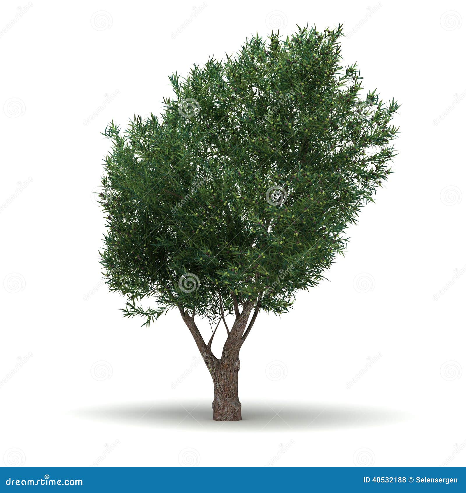Single Olive Tree Royalty-Free Stock Image | CartoonDealer.com #40532188