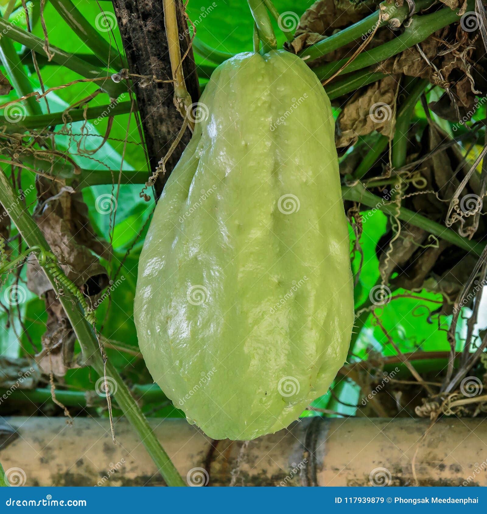 Fresh Vegetable, Fruit and Trees Hanging in Farm or Plantation. Stock ...