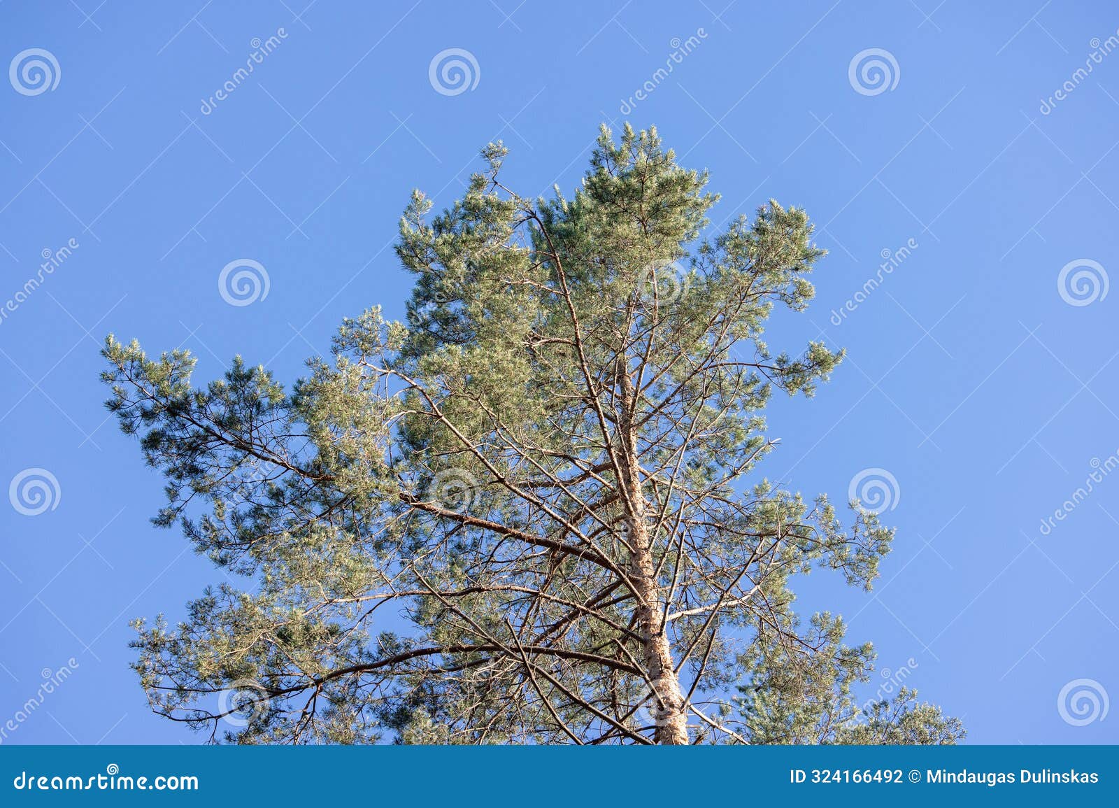 Single One Pine Tree in the Forest. Clear Blue Sky in Background Stock ...