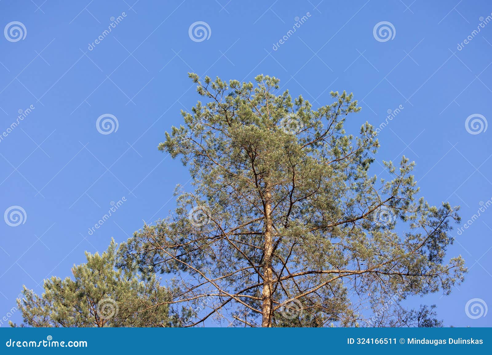 Single One Pine Tree in the Forest. Clear Blue Sky in Background Stock ...