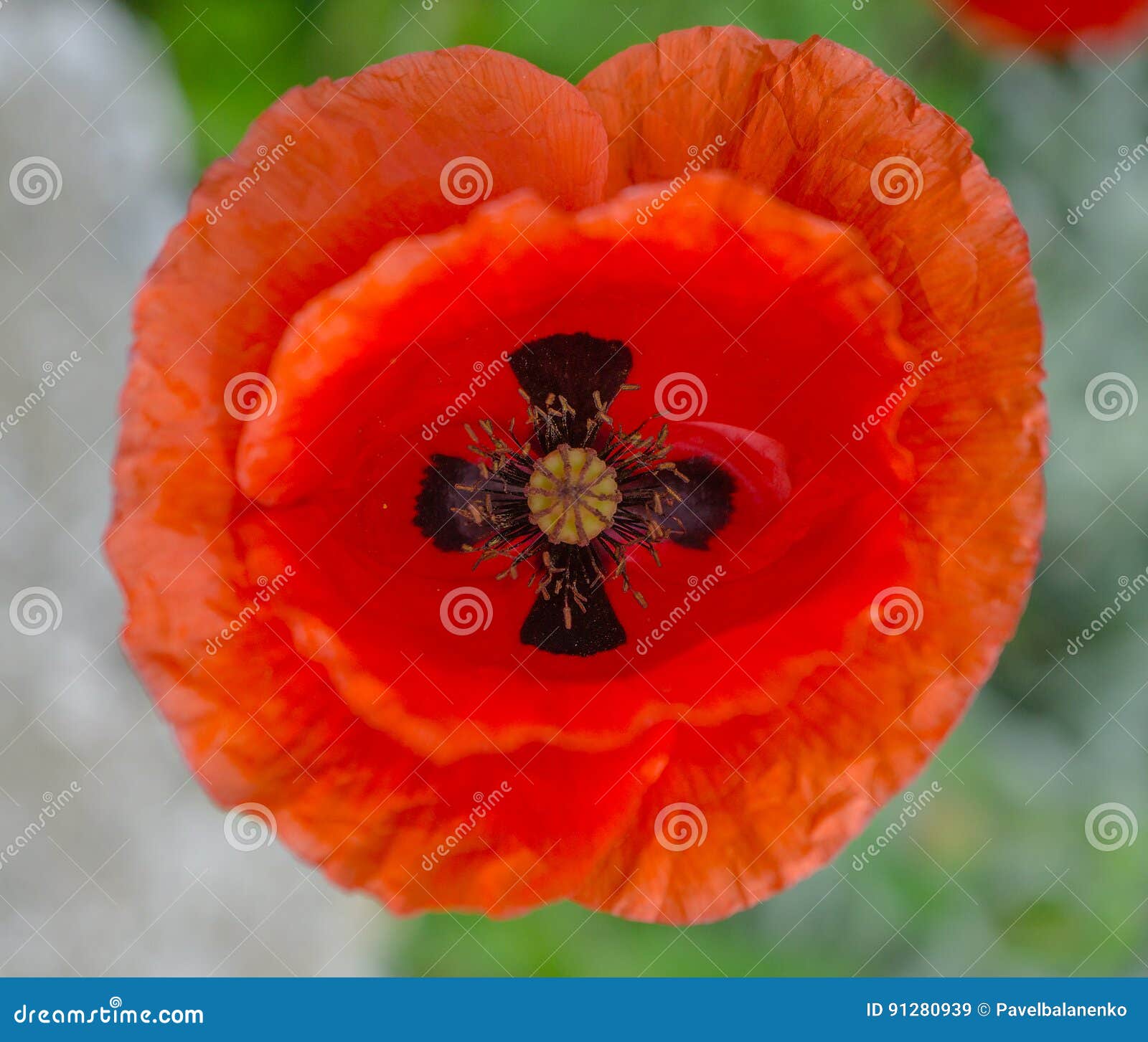 Single one poppy flower stock image. Image of botanical - 91280939