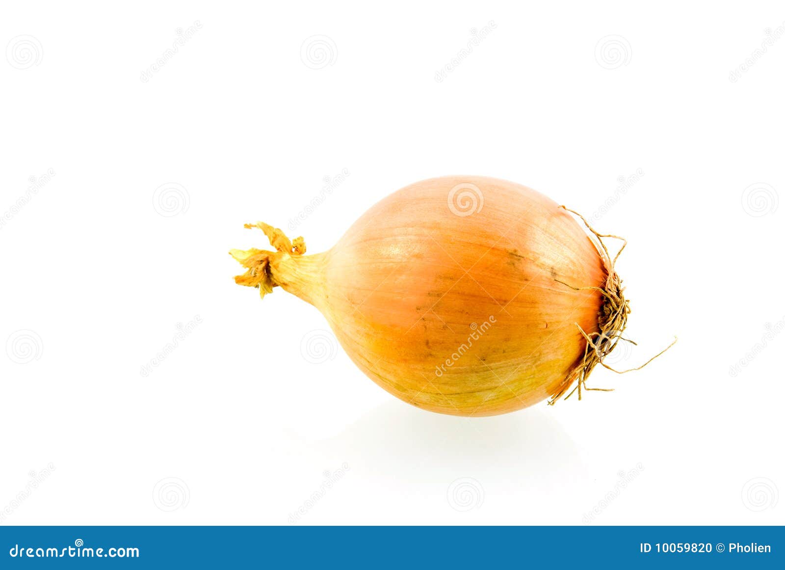 Single onion stock photo. Image of tasty, single, vegetable - 10059820