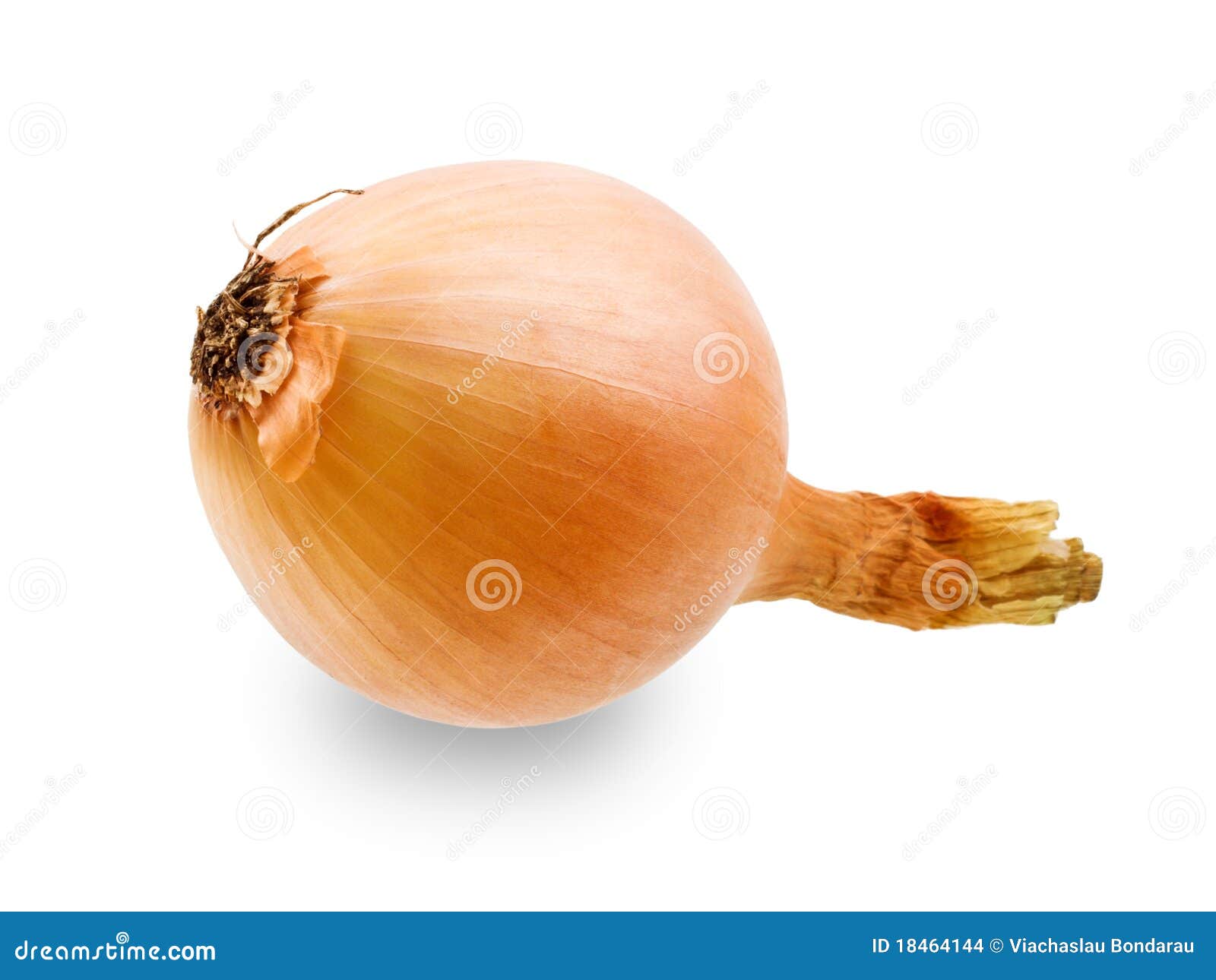 Single Onion Isolated On White Background Stock Photography ...