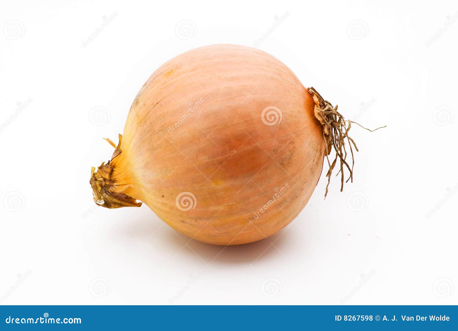 A single onion stock photo. Image of spice, vitamins, harvest - 8267598