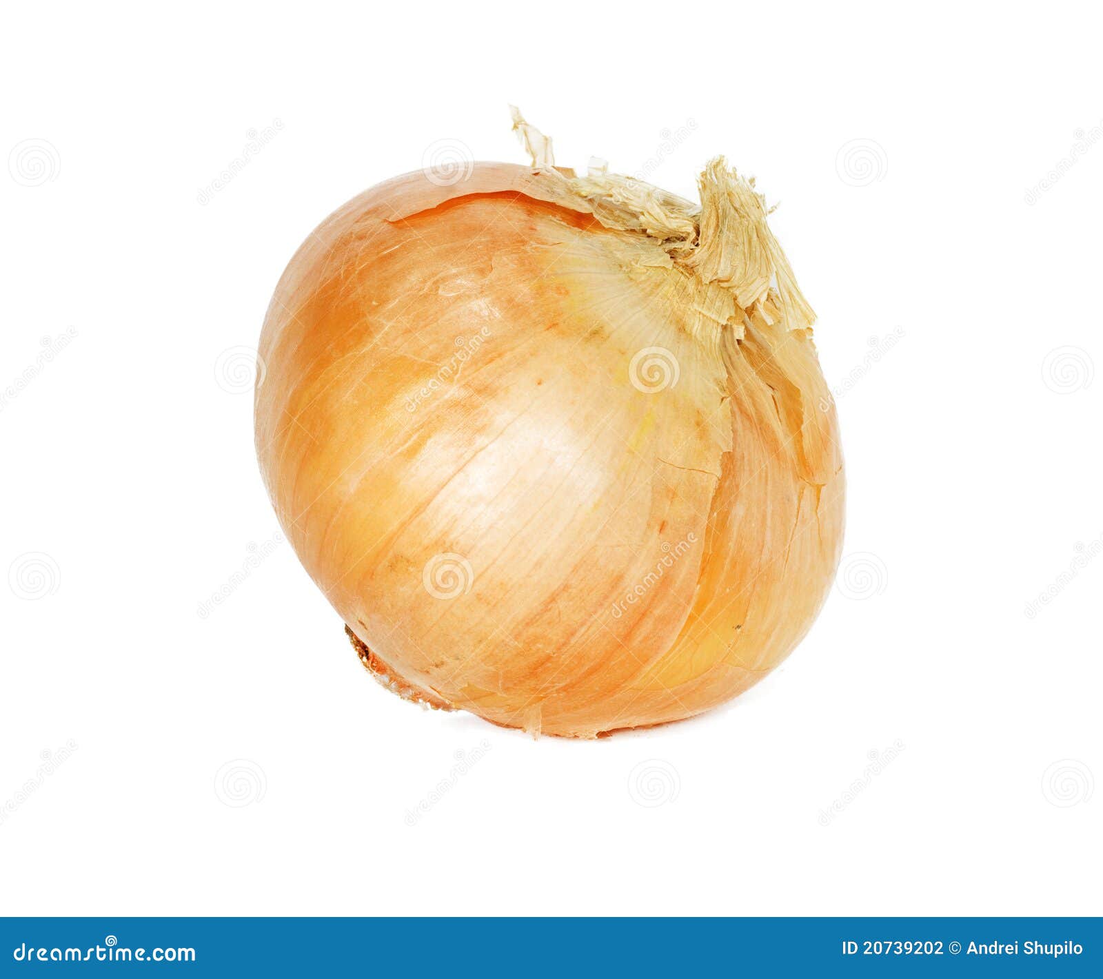Single onion bulb stock photo. Image of single, closeup - 20739202