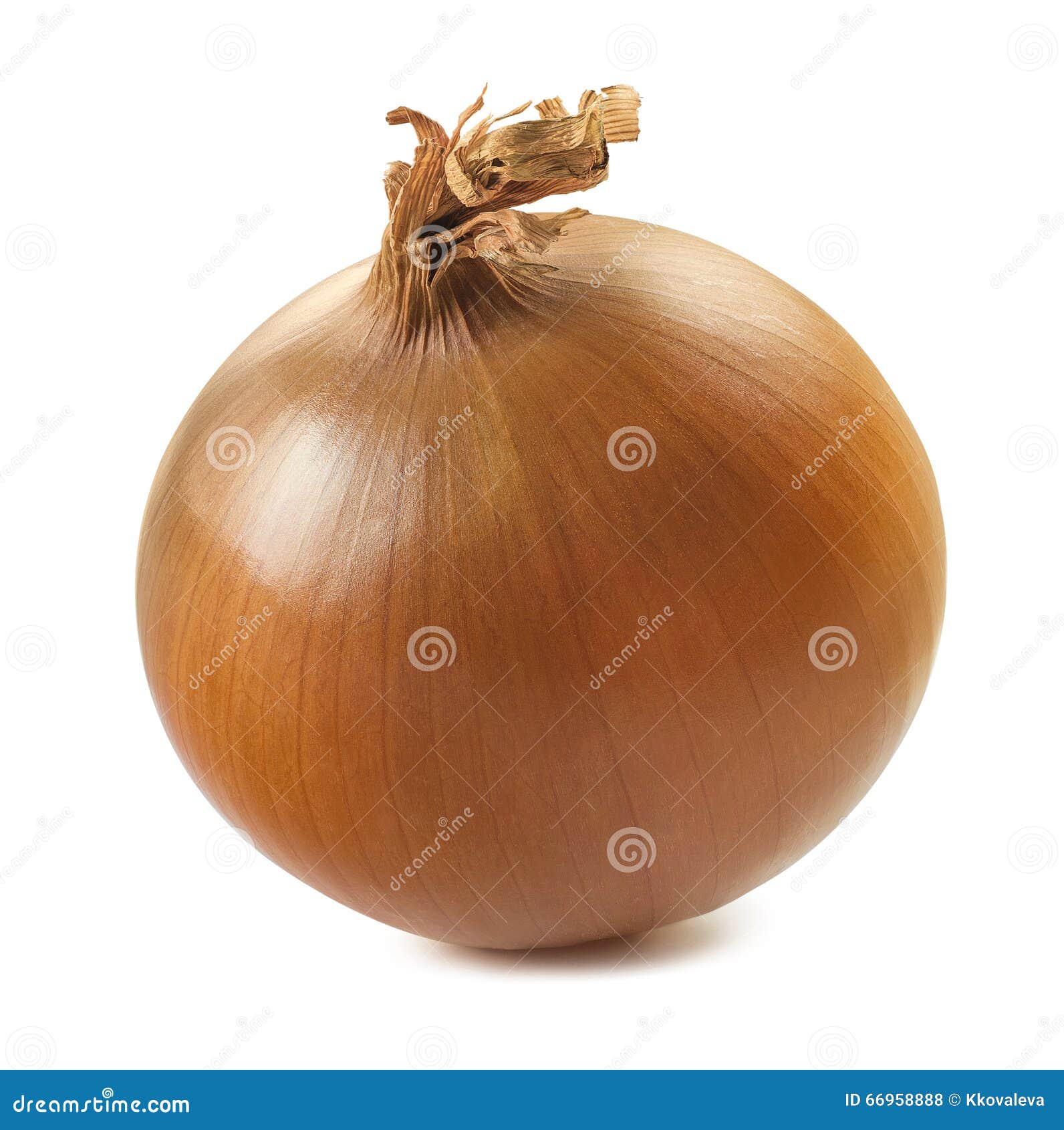 Single Onion Isolated On White Background Stock Photography ...