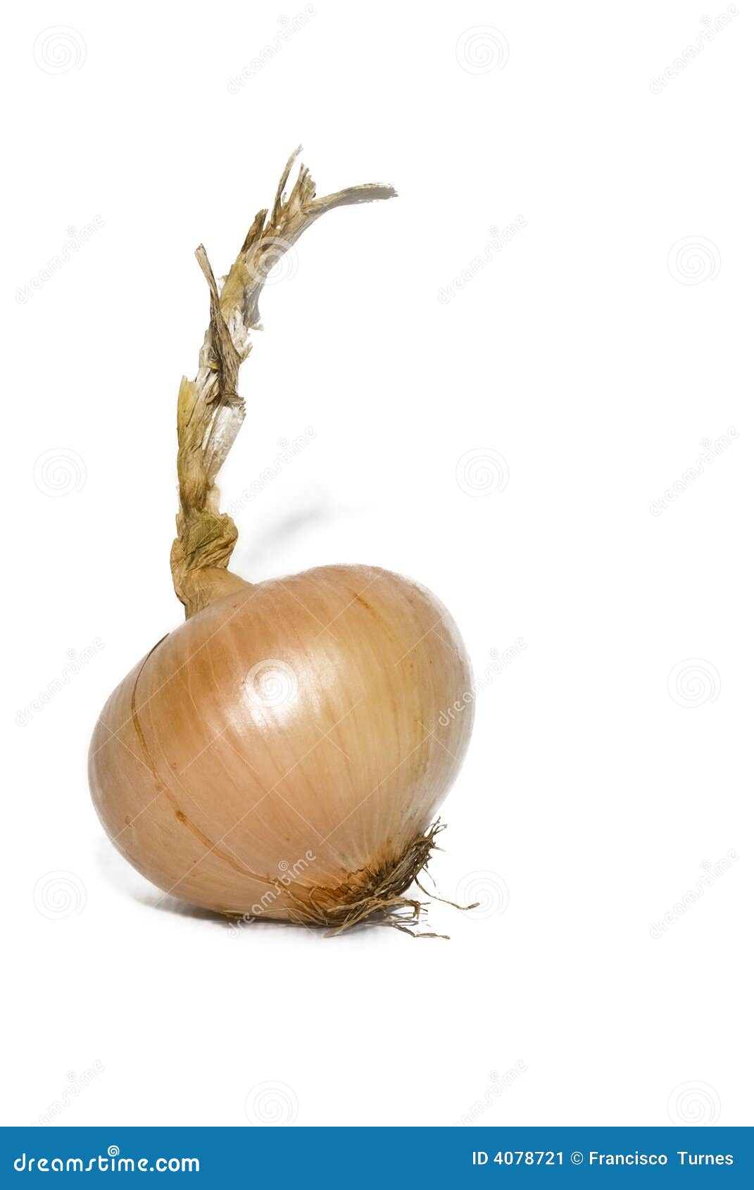 Single onion isolated stock image. Image of ingredient - 4078721