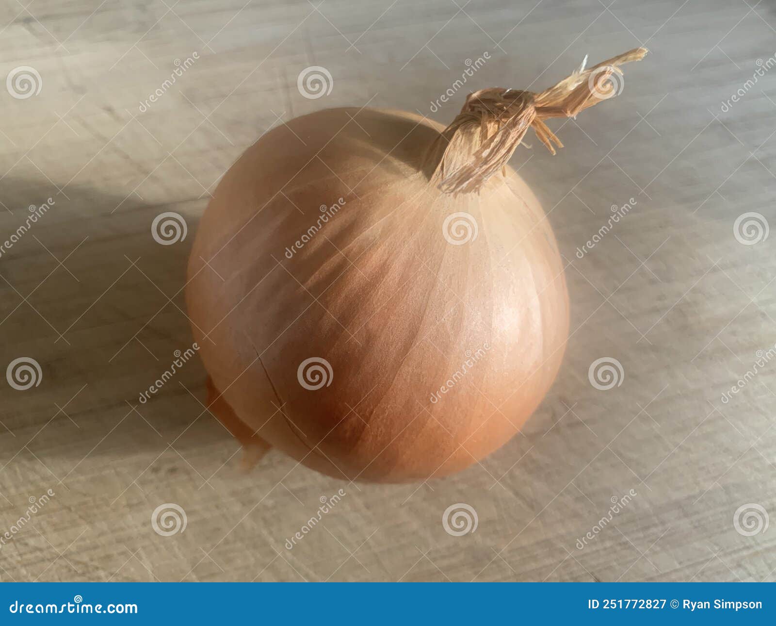 Single onion isolated stock image. Image of flavours - 251772827