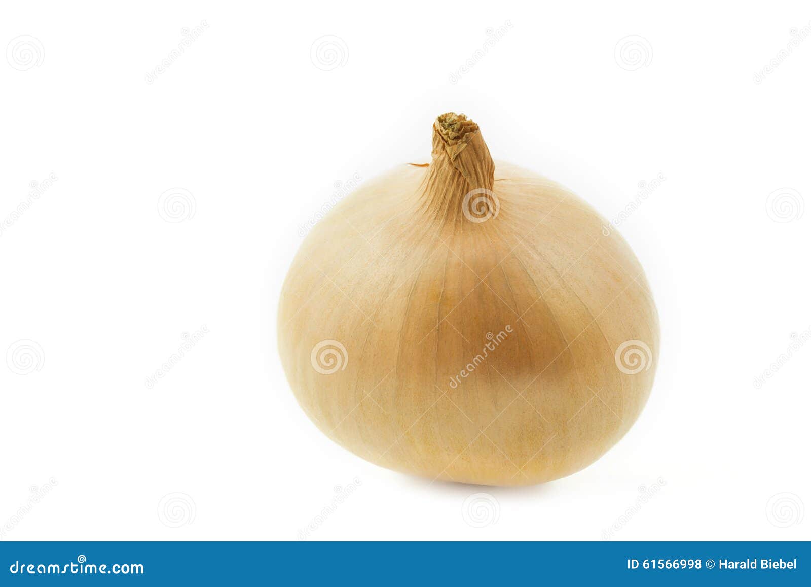 Single Onion Isolated On White Background Stock Photography ...