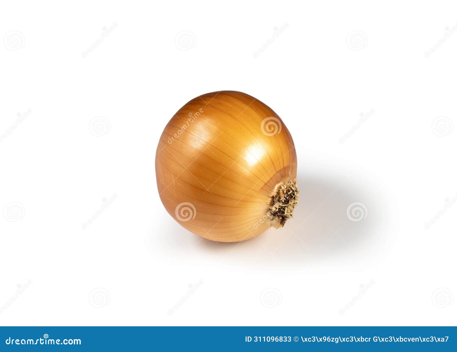 Single Onion Isolated on White Background Stock Image - Image of ...