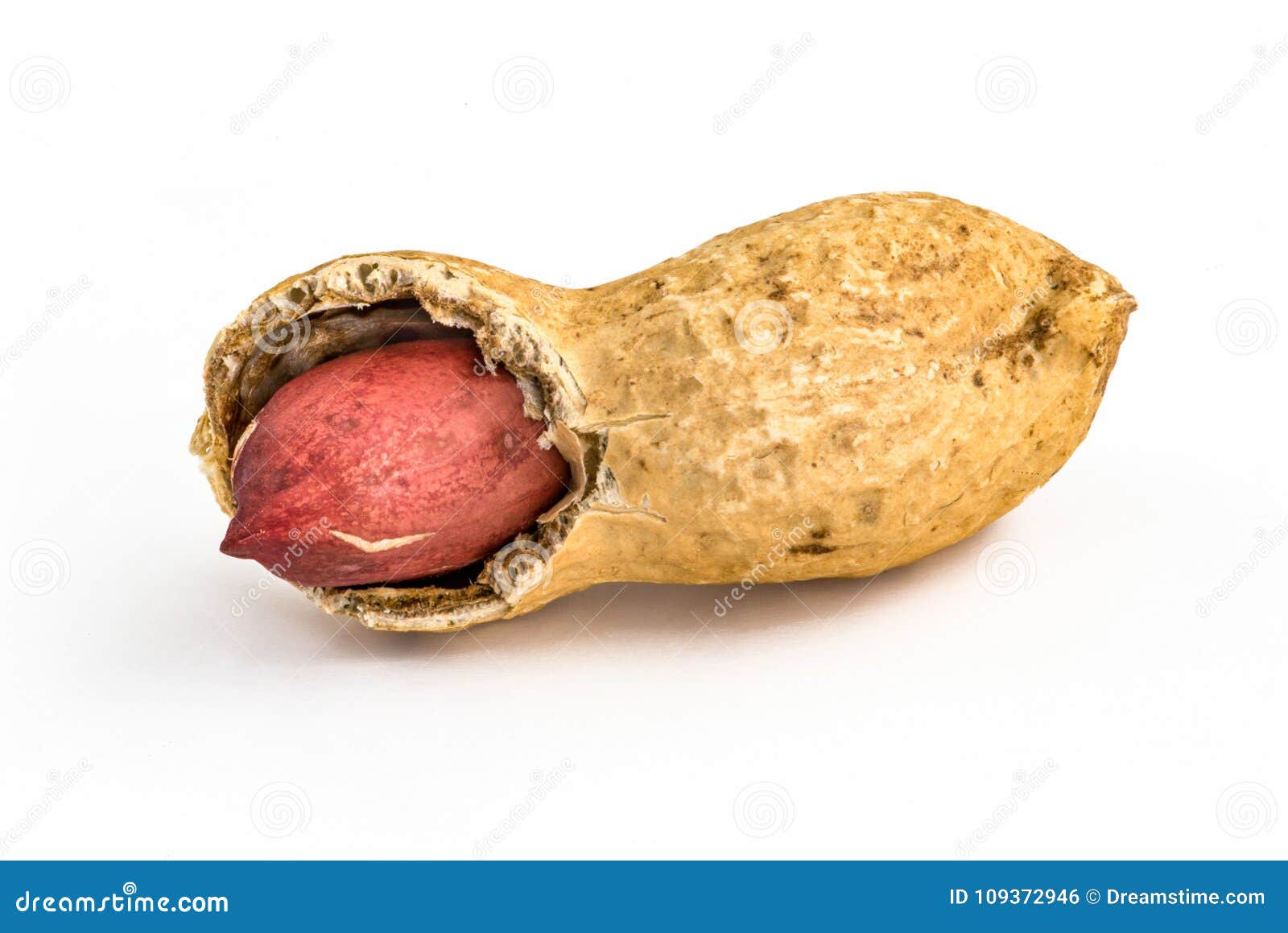 Single peanut - isolated stock photo. Image of natural - 109372946